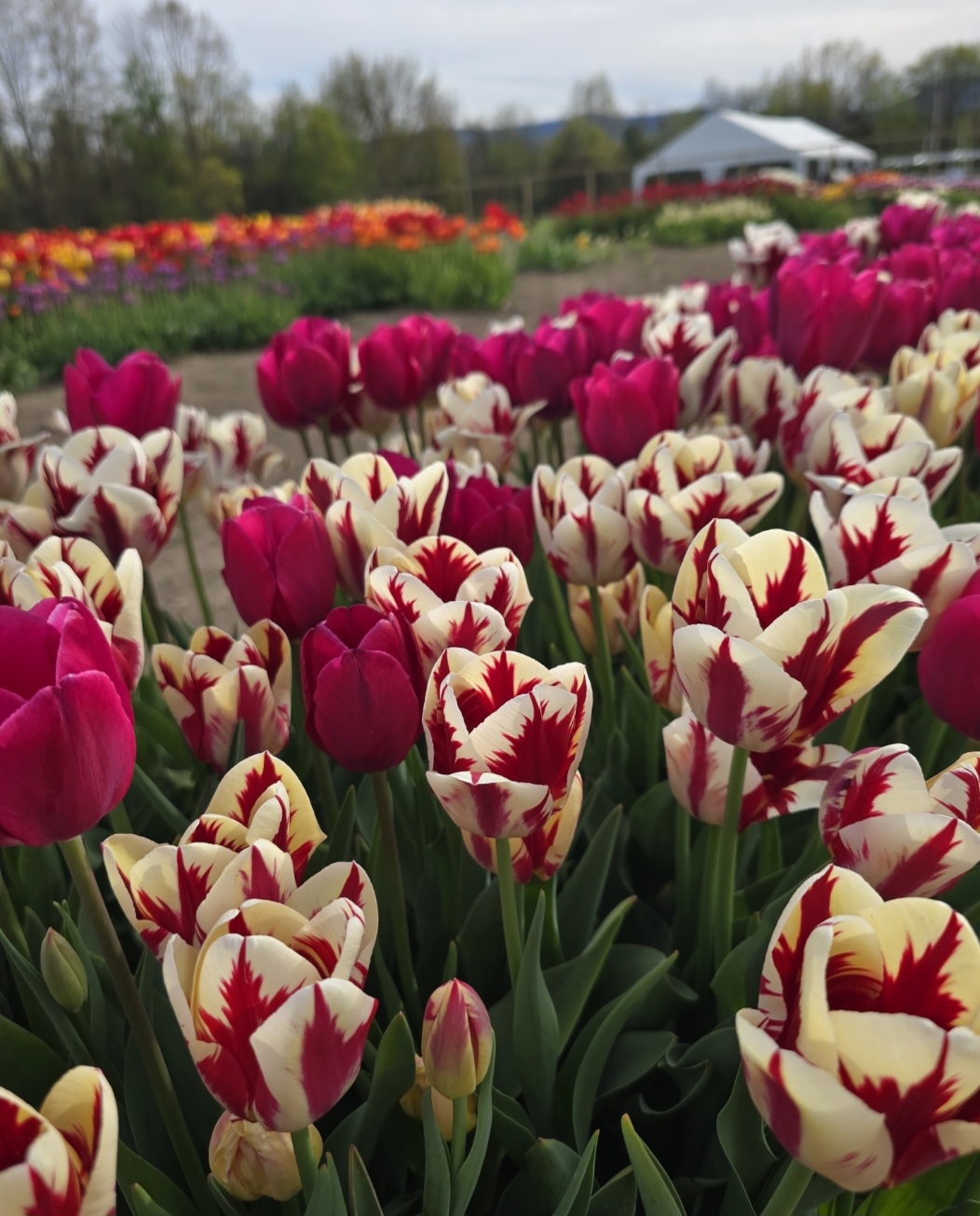 Meadowbrook Farm Catskill | Great Northern Catskills of Greene County