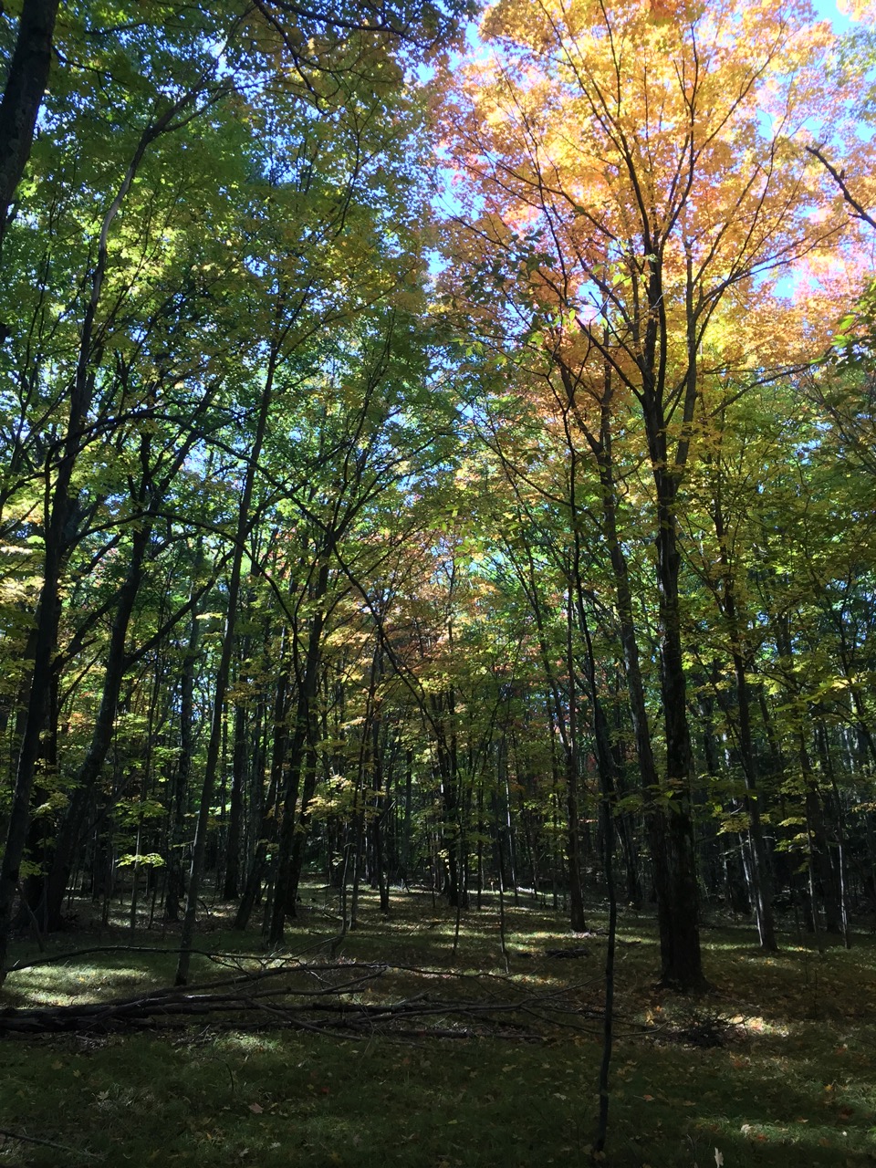 Elm Ridge Trail System | Great Northern Catskills of Greene County