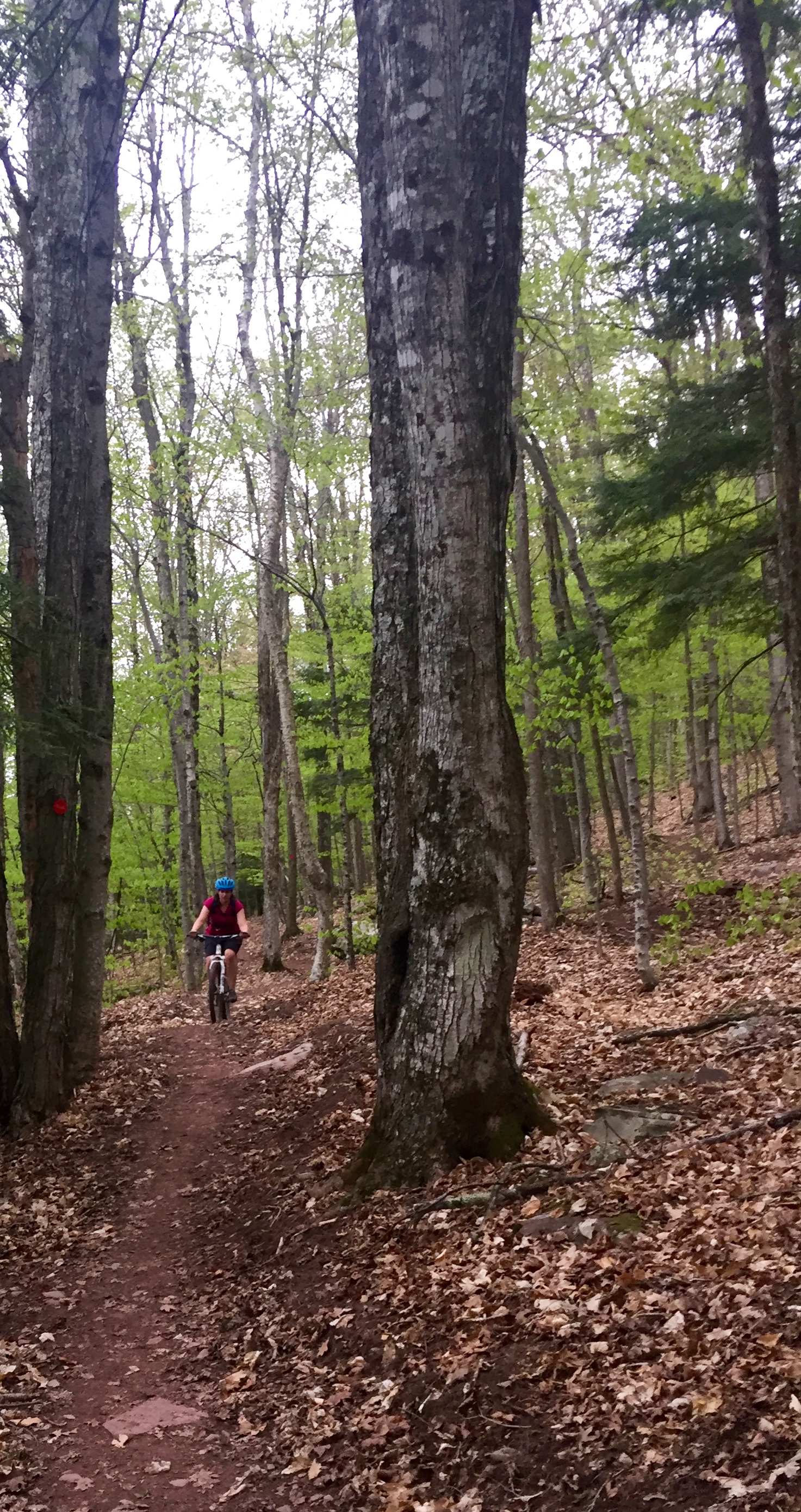 Elm Ridge Trail System | Great Northern Catskills of Greene County