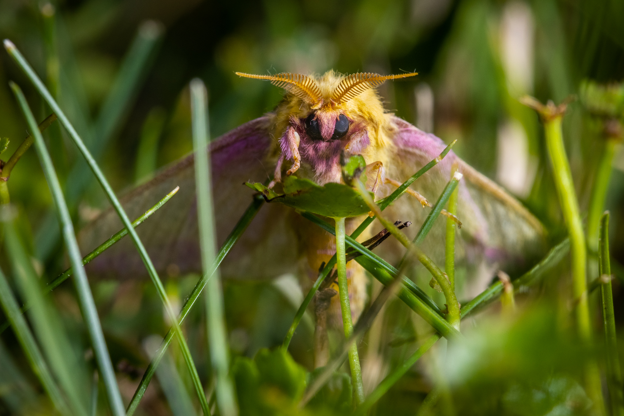 Mountain Top Arboretum | Great Northern Catskills of Greene County