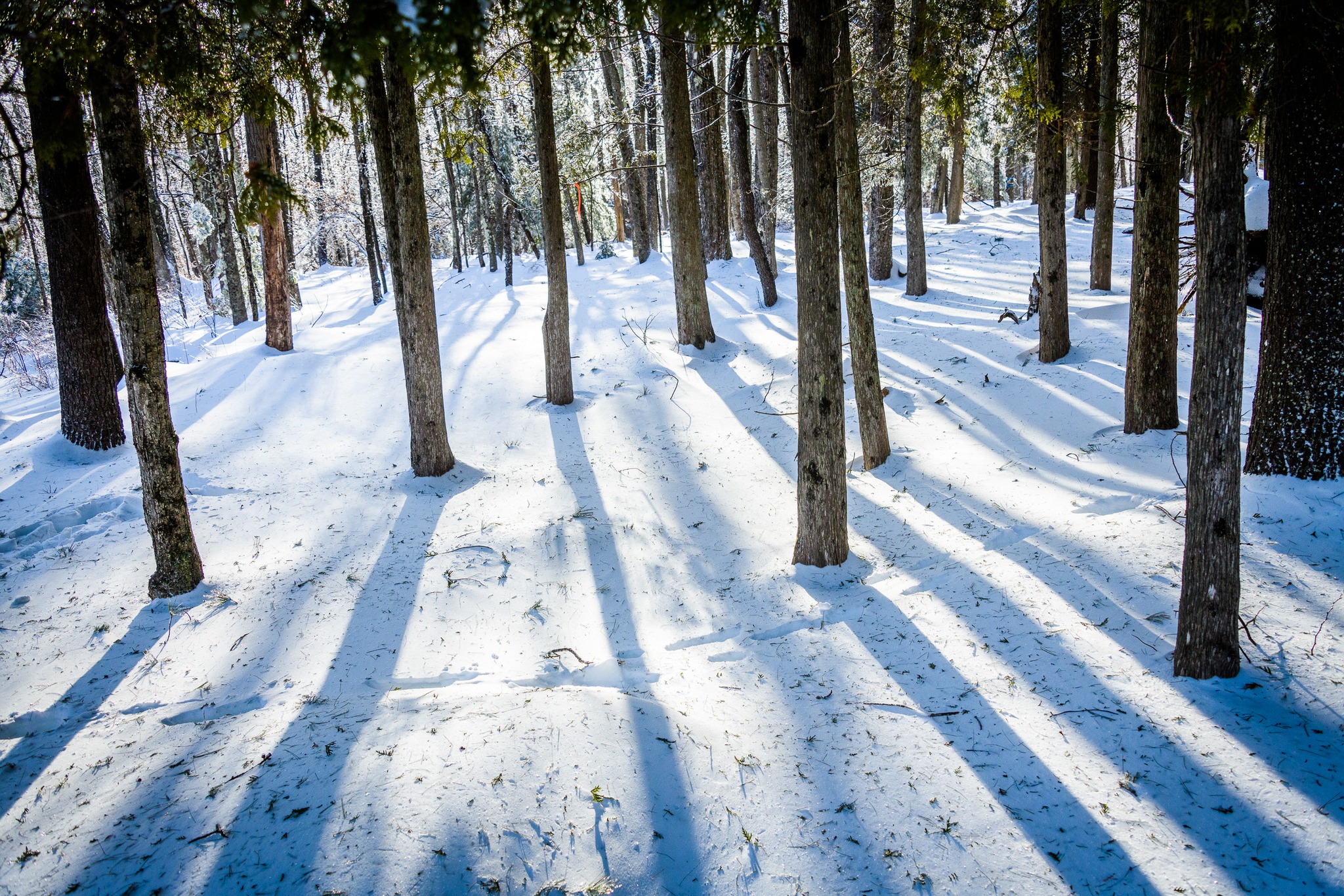 Winter Tree Identification with Dylan Walsh | Great Northern Catskills ...