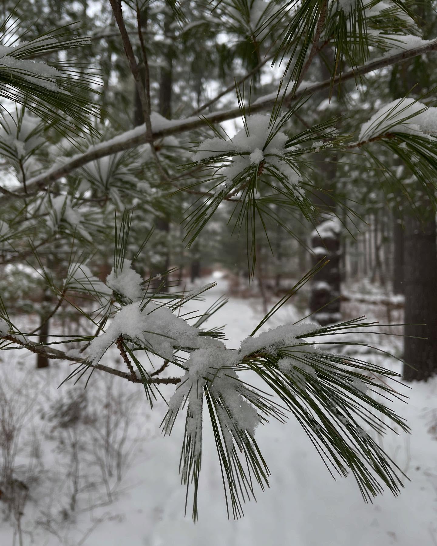 Winter Tree Identification with Dylan Walsh | Great Northern Catskills ...