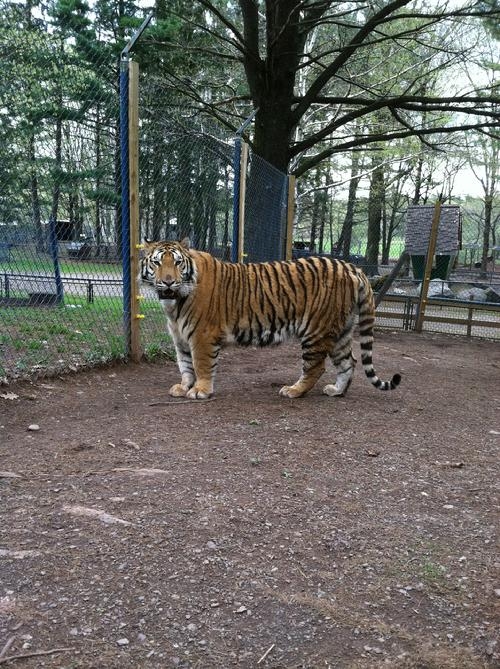 Bailiwick Animal Park & Riding Stables | Great Northern Catskills of ...